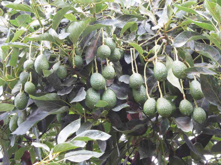 Calibres de Palta Hass - PALTAS X MAYOR.CL